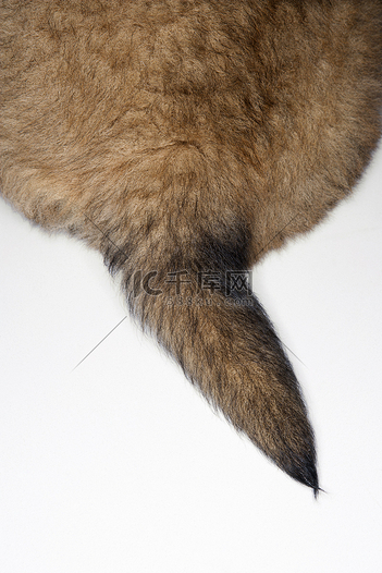 小狗尾巴图片-小狗尾巴素材-小狗尾巴模板图片下载-千库网