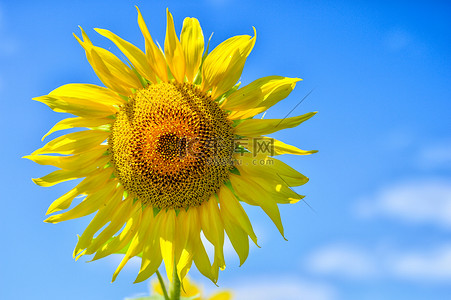 夏日风景，一片盛开的向日葵高清摄影大图-千库网