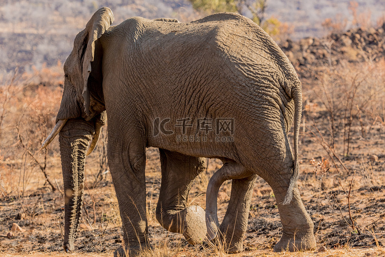 六足哺乳动物高清摄影大图-千库网