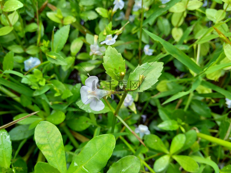 Bacopa monnieri（通常称为水牛膝草、brahmi、百里香叶葛兰、恩典草、印度 pennywort）植物与自然背景高清摄影大图-千库网