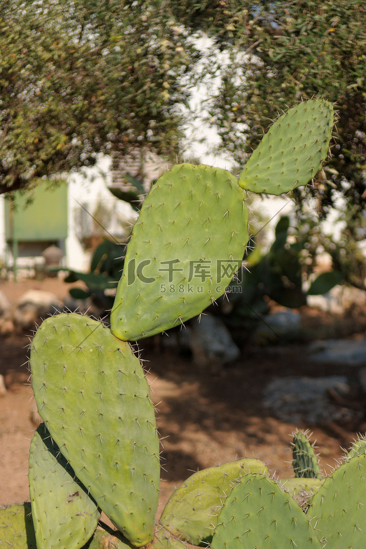 “Tzabar 仙人掌或仙人掌 (Opuntia ficus Indica)”高清摄影大图-千库网