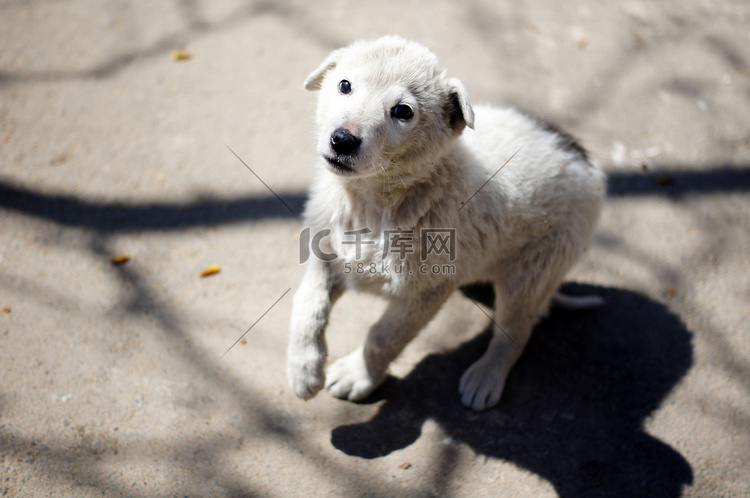 户外小流浪狗高清摄影大图-千库网
