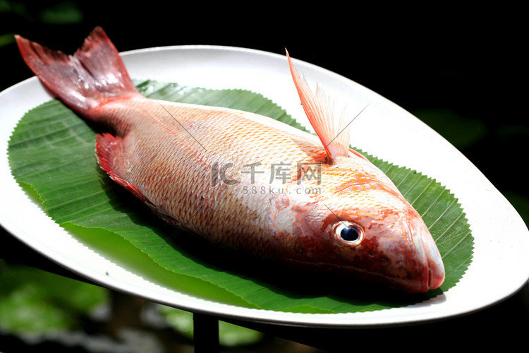 红鲷鱼高清摄影大图-千库网
