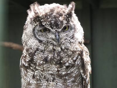 斑点鹰鸮 Bubo africanus高清摄影大图-千库网