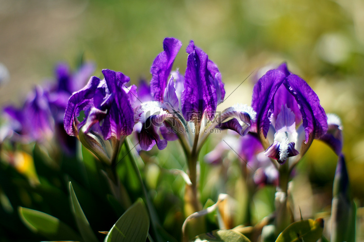 彩色背景下盛开的网状鸢尾群高清摄影大图-千库网