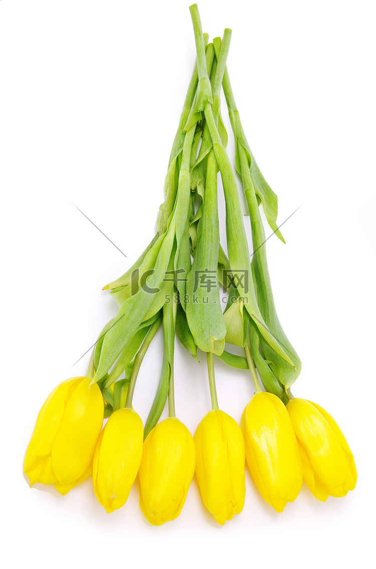 黄色郁金香高清摄影大图-千库网