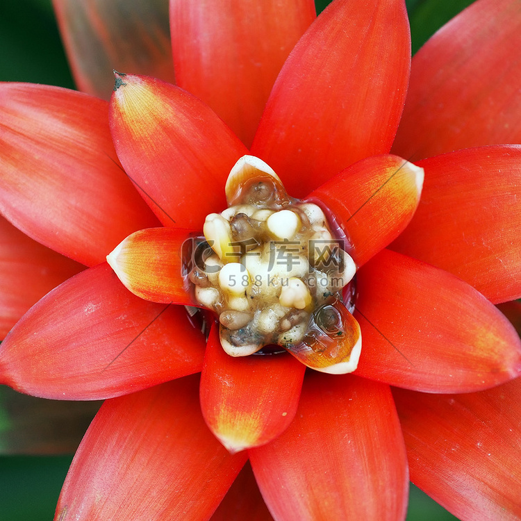 guzmania magnifica 花高清摄影大图-千库网