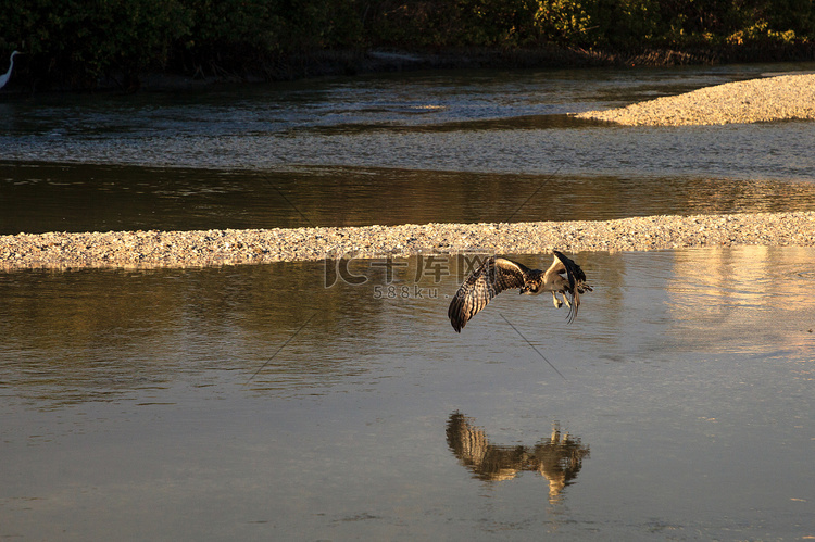 鱼鹰猛禽 Pandion haliaetus 飞过水面后高清摄影大图-千库网