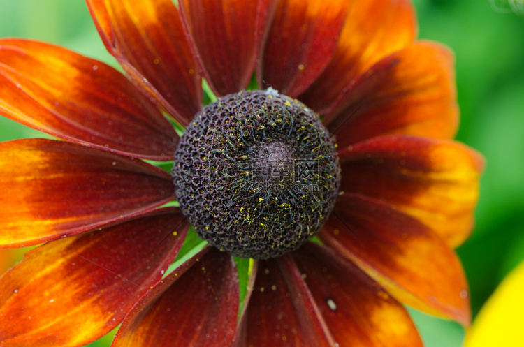 金光菊 coneflower 花上白色孤立高清摄影大图-千库网