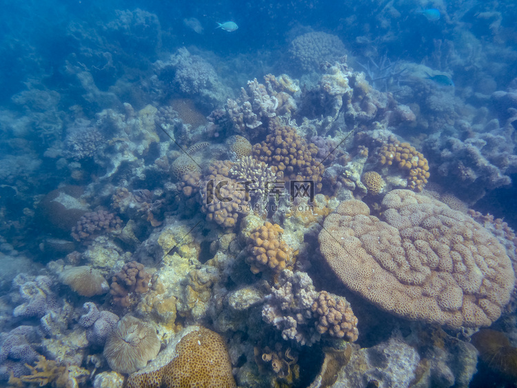Ningaloo Reef 珊瑚湾的不同变异海绵珊瑚高清摄影大图-千库网