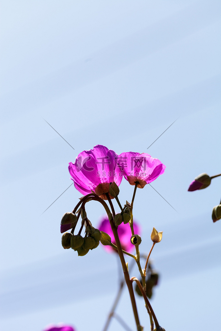 岩石马齿苋花Calandrinia grandiflora明亮的桃 红色花高清摄影大图-千库网