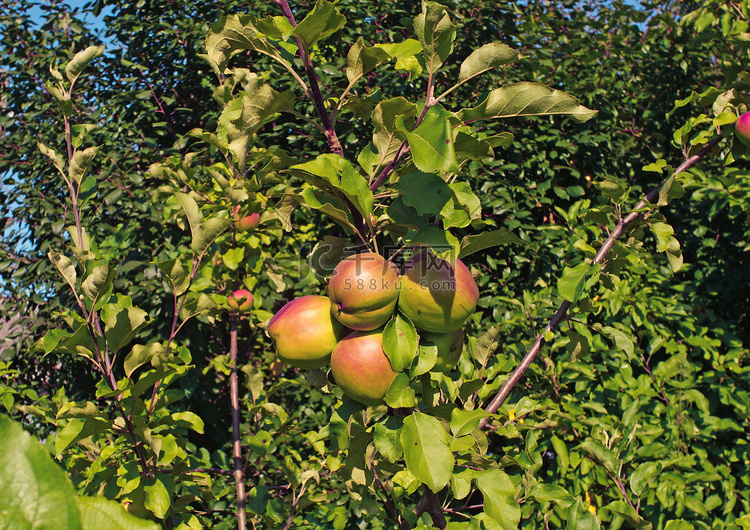花园里树上的苹果高清摄影大图-千库网