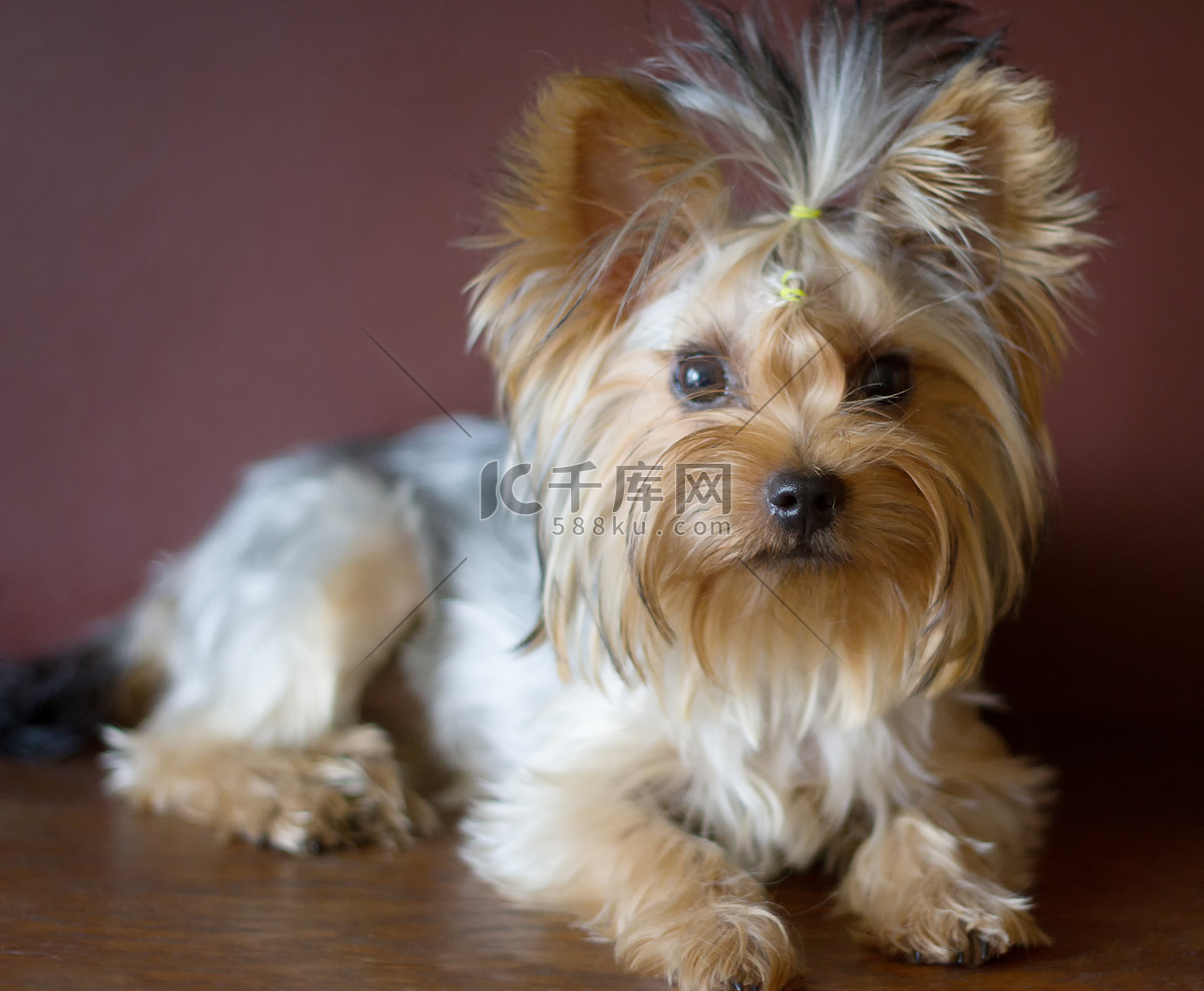 约克夏犬10个月高清摄影大图-千库网