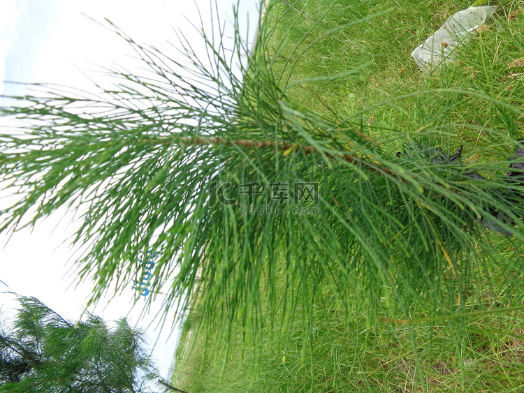 具有自然背景的小绿色 Sheoaks（木麻黄科）高清摄影大图-千库网