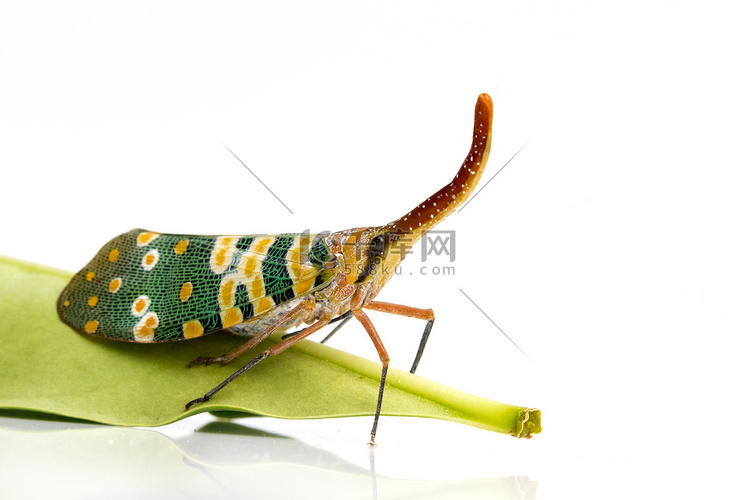 Pyrops candelaria 或灯笼的图像在白色背景上飞翔。高清摄影大图-千库网