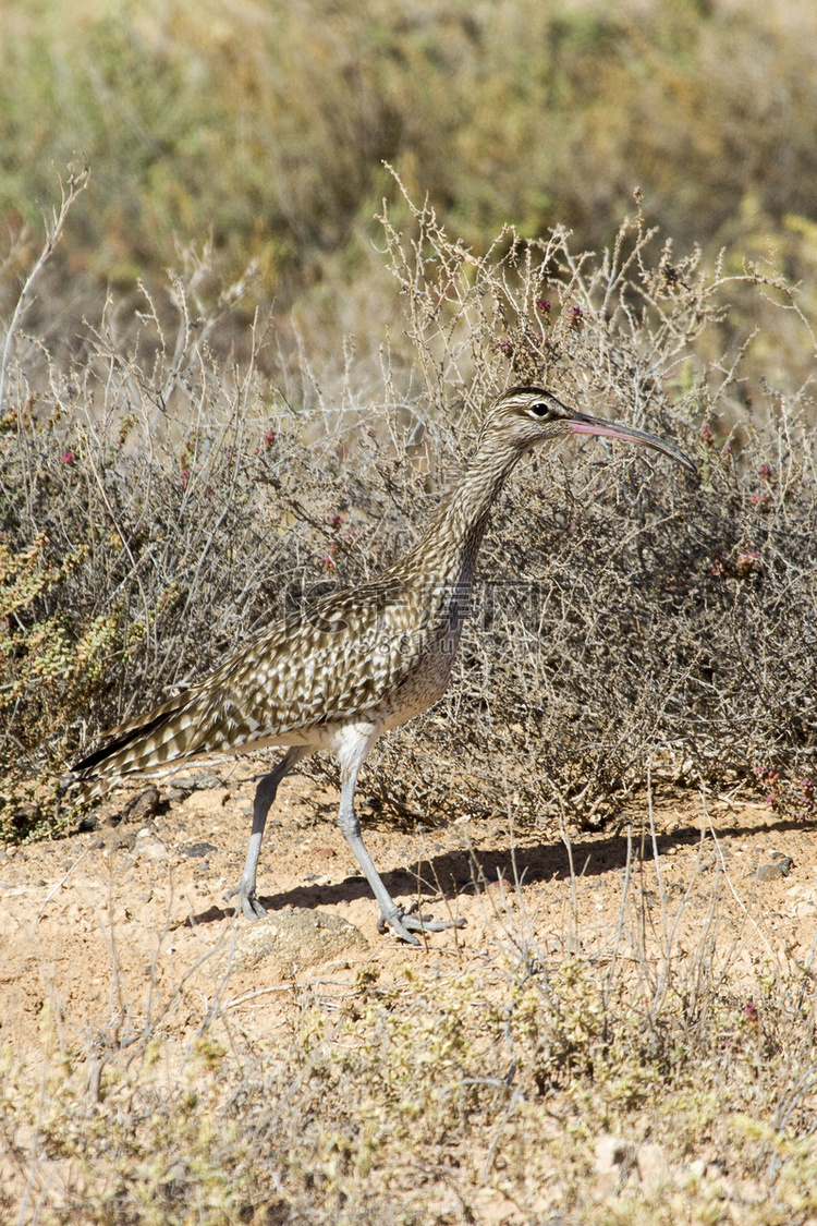 Whimbrel (Numenius Phaeopus)高清摄影大图-千库网
