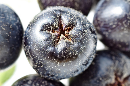 苦莓，Aronia melanocarpa高清摄影大图-千库网