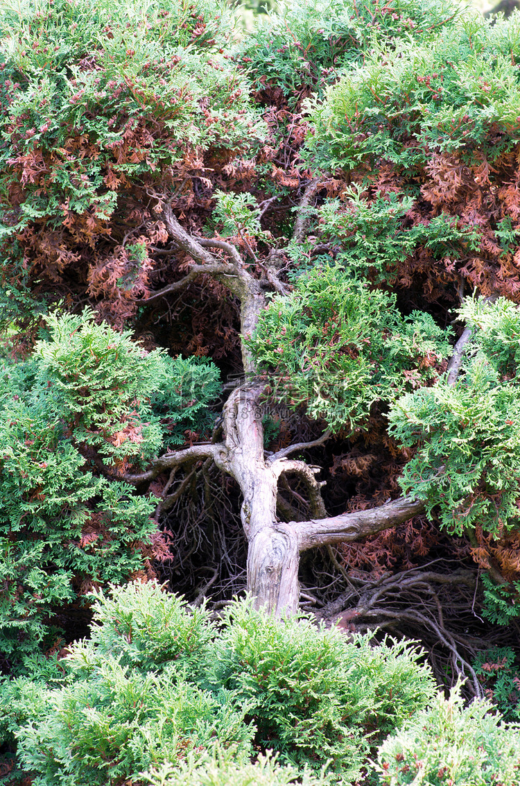 Juniperus communis - 常绿杜松树，绿枝高清摄影大图-千库网