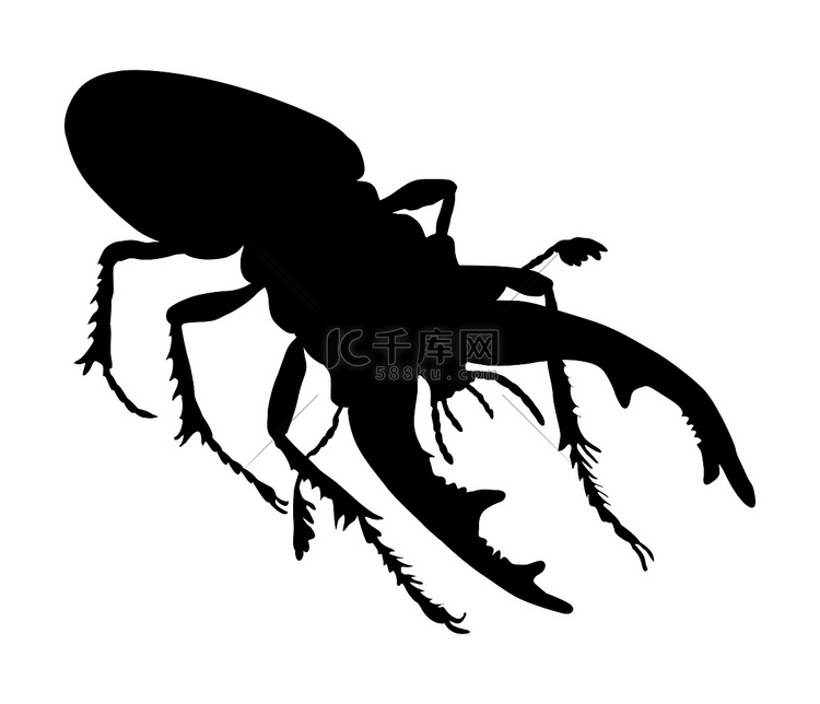 甲虫鹿高清摄影大图-千库网