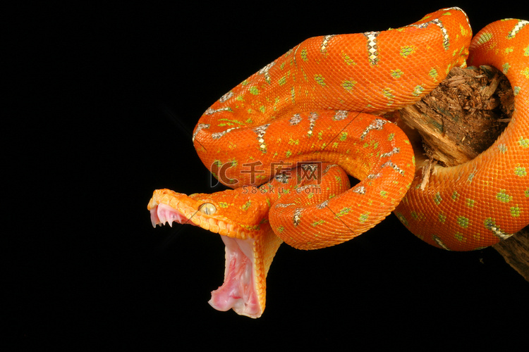 翡翠树蟒 (Corallus caninus)高清摄影大图-千库网
