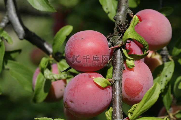 红李子高清摄影大图-千库网