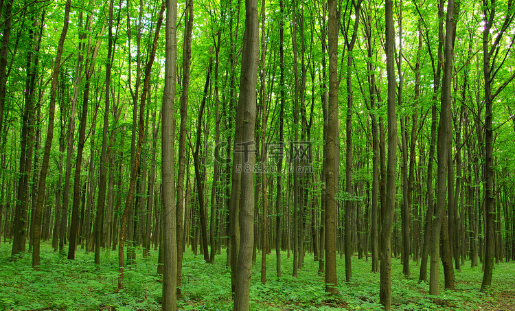 森林高清摄影大图-千库网