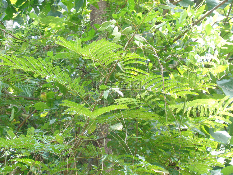 Biancaea sappan (Caesalpinia sappan L., sappanwood, secang, sepang ...