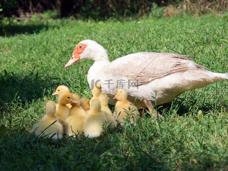 沉默的鸭子（Carina moschata）高清摄影大图-千库网