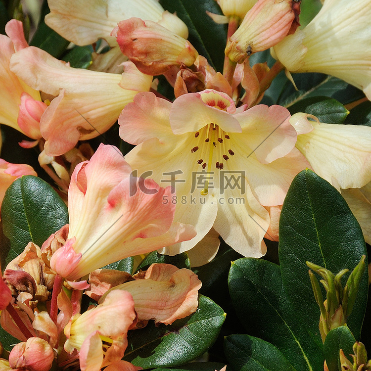 映山红。高清摄影大图-千库网