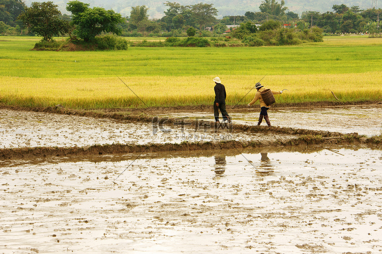 走在稻田上的农民高清摄影大图-千库网