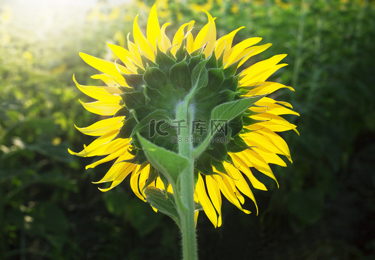 后视向日葵在晨光中绽放的特写高清摄影大图-千库网