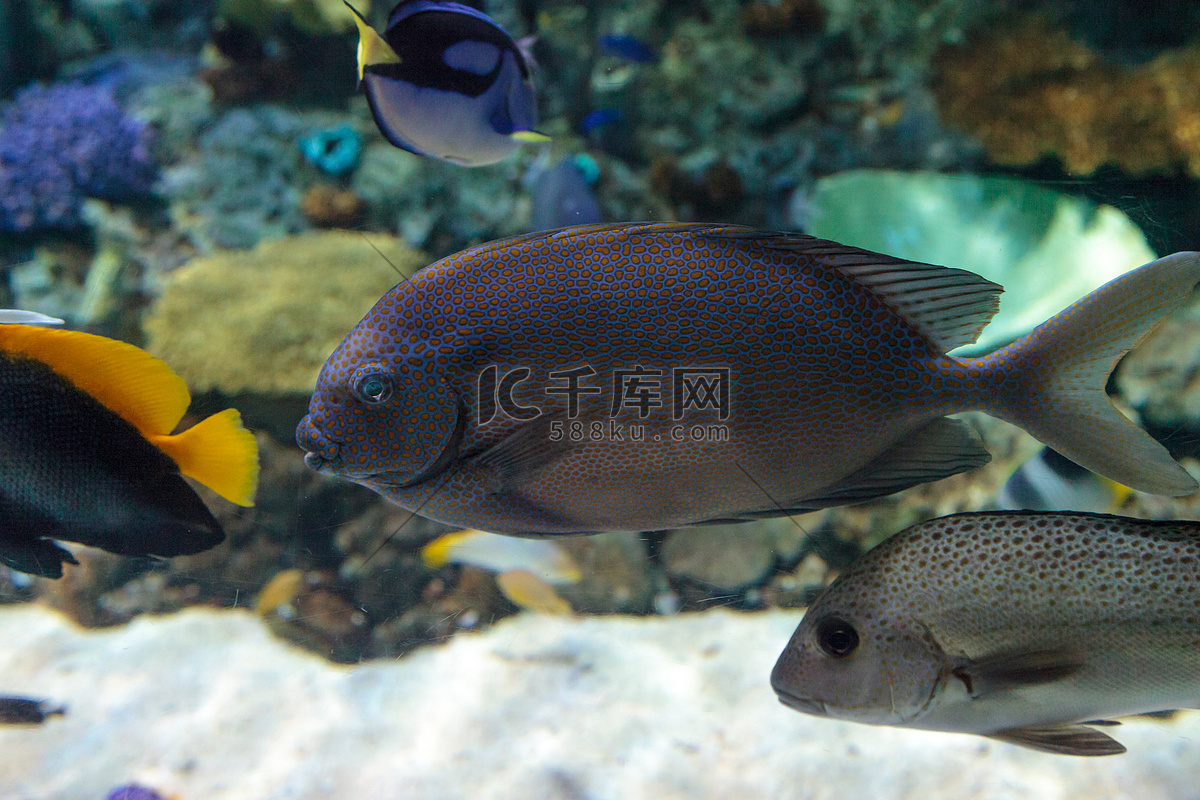 黄斑兔鱼 Siganus guttatus高清摄影大图-千库网