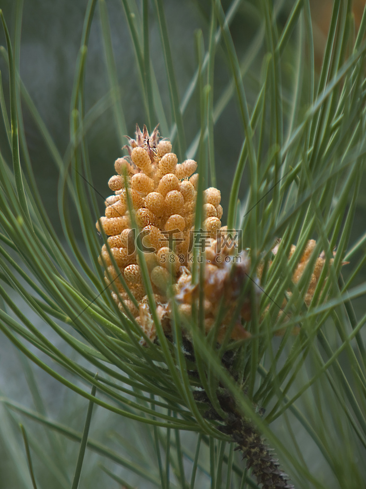 树高清摄影大图-千库网