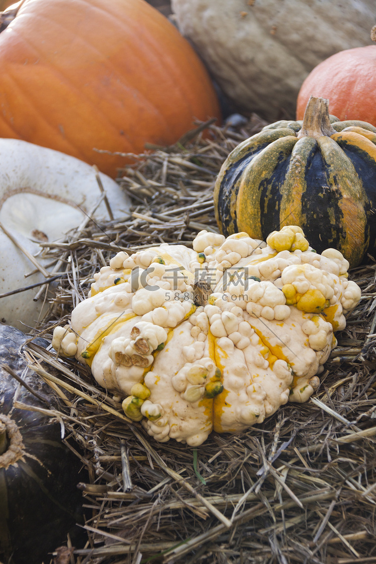 不同的最大值和 pepo cucurbita 南瓜南瓜从秋天高清摄影大图-千库网