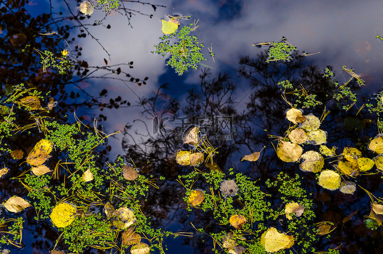 在秋天的森林高清摄影大图-千库网