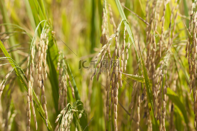 米饭，特写高清摄影大图-千库网