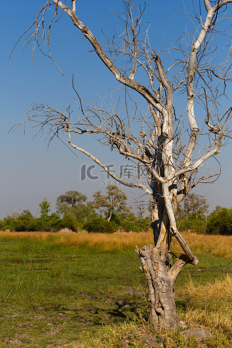 农民禁猎区，奥卡万戈三角洲，非洲博茨瓦纳高清摄影大图-千库网