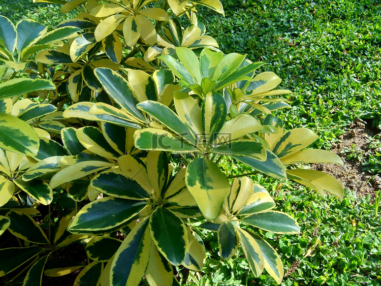 Schefflera arboricola (wali songo) 与自然背景。高清摄影大图-千库网