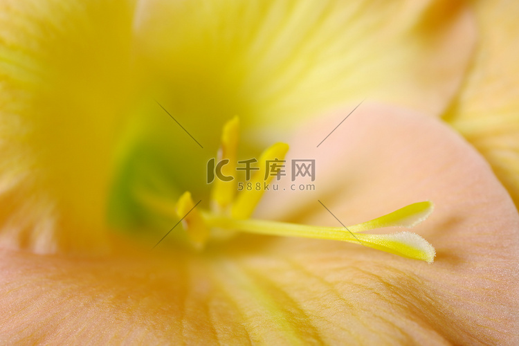 唐菖蒲花的柱头高清摄影大图-千库网