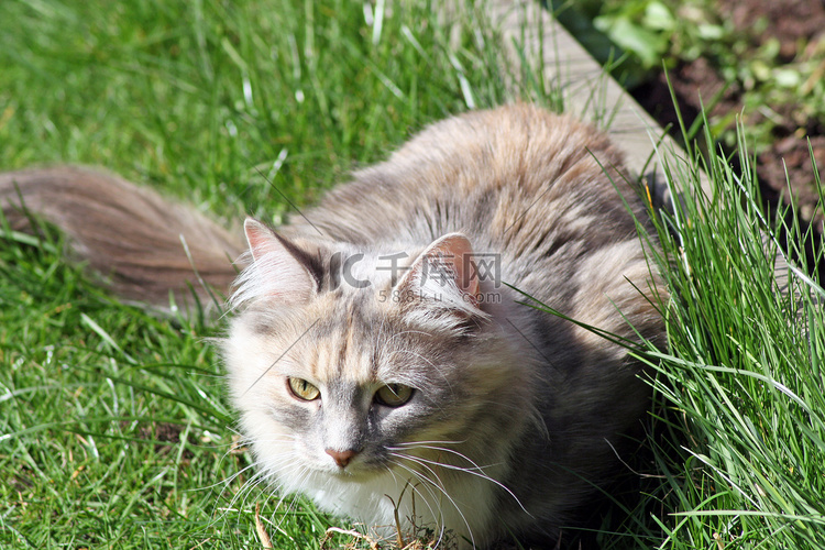 令人惊叹的虎斑猫高清摄影大图-千库网