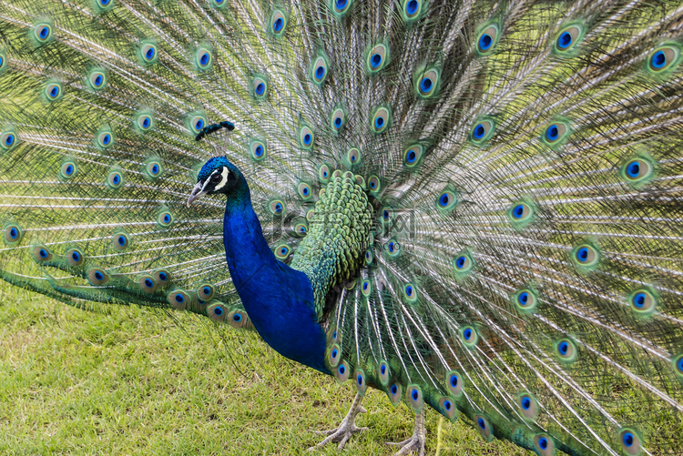 雄孔雀高清摄影大图-千库网