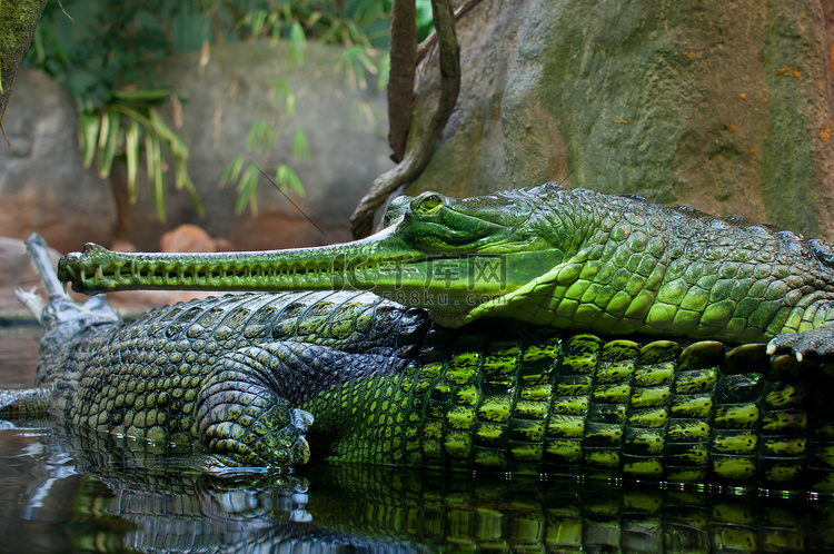 Indian Gavial / Gharial (Gavialis gangeticus)高清摄影大图-千库网