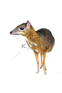 孤立的小鼠鹿高清摄影大图-千库网