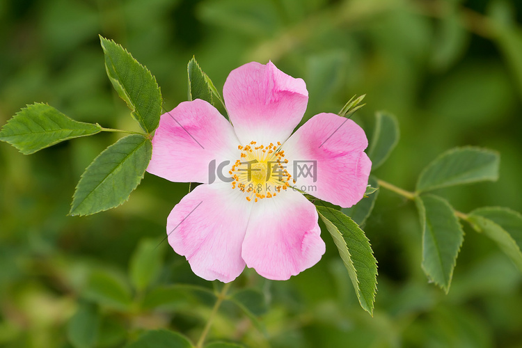 Fructus cynosbati 开花细节高清摄影大图-千库网