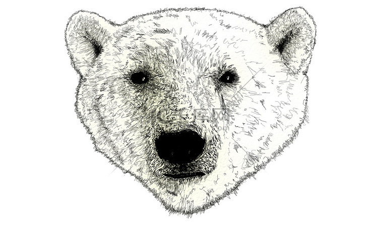在白色的北极熊插图的头高清摄影大图-千库网