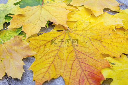 秋天落下的大枫叶高清摄影大图-千库网