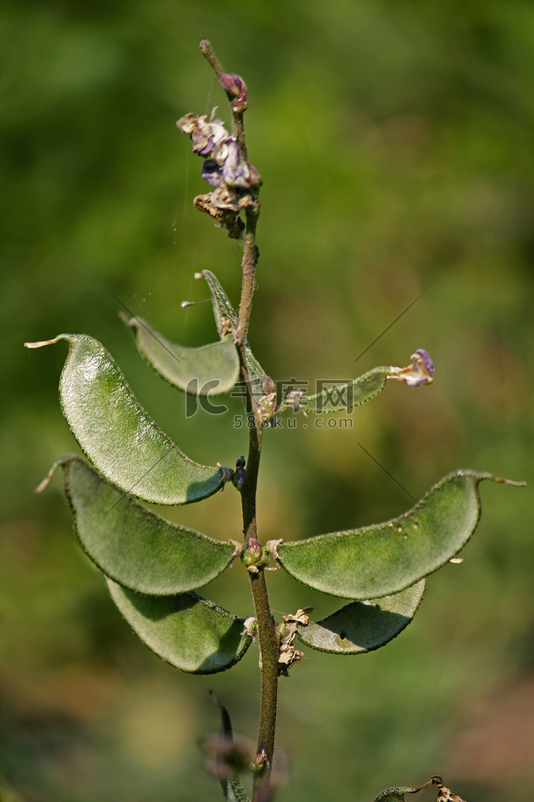 Lablab purpureus 的豆荚高清摄影大图-千库网
