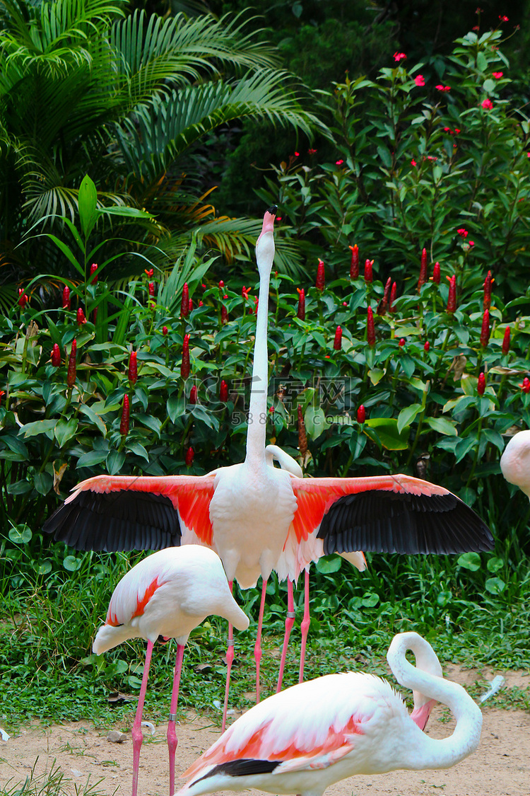 粉红火烈鸟 (Phoenicopterus ruber ruber)高清摄影大图-千库网