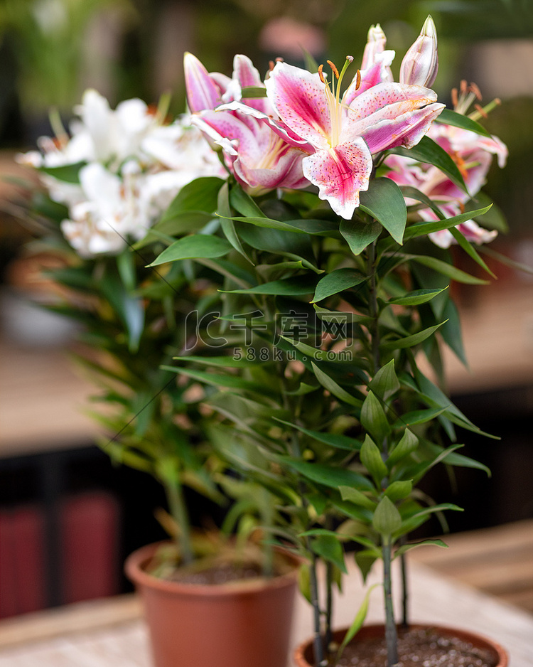 紫色、白色百合观星花植物高清摄影大图-千库网