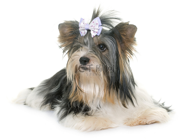 约克夏犬高清摄影大图-千库网